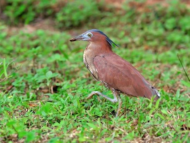 ความมุ่งมั่นของ LORRIC ต่อธรรมชาติ: การกลับมาประจำปีของนกยางมะคืนหัวดำ - Lorric